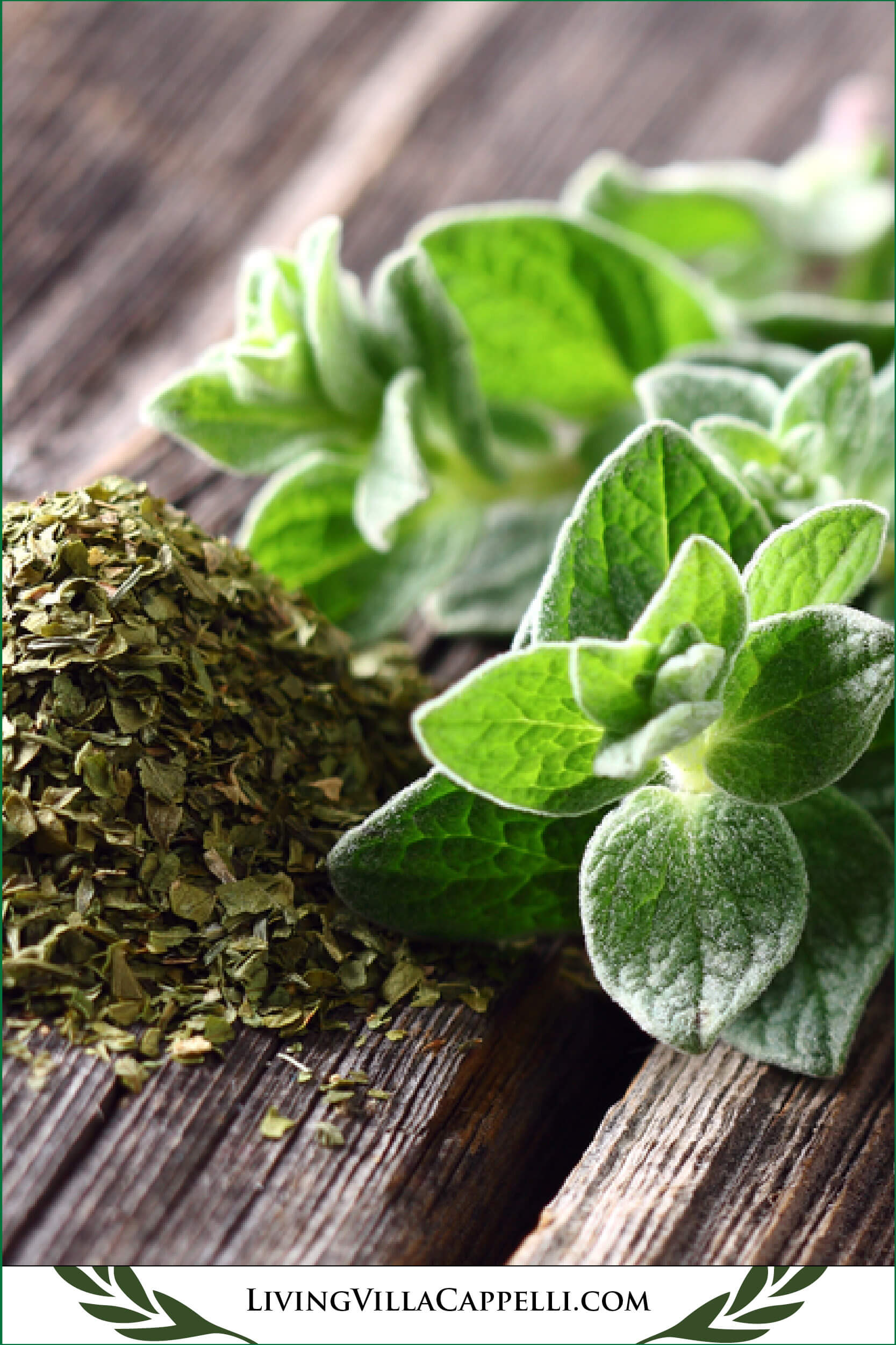 5 Oregano Health Benefits You Probably Didn't Know - Living Villa Cappelli